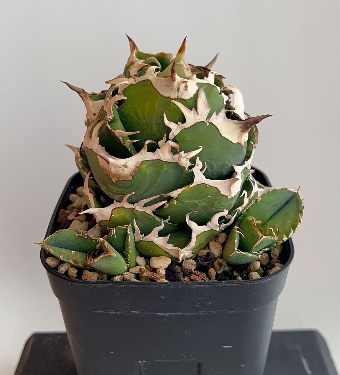 Yahoo!オークション - アガベ チタノタ cok cg01 親株+子株3つ付き