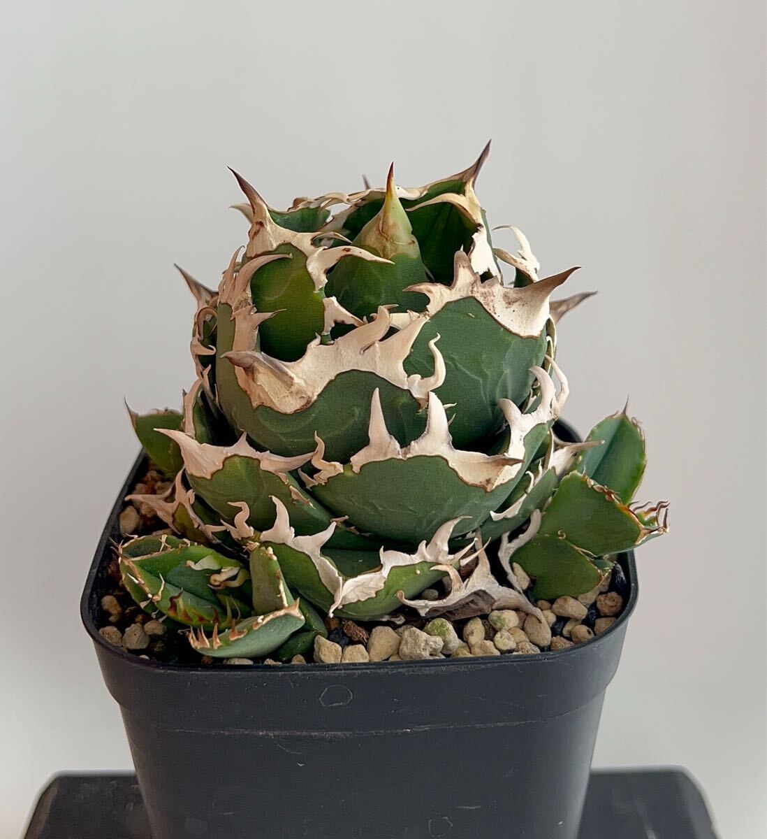 Yahoo!オークション - アガベ チタノタ cok cg01 親株+子株3つ付き