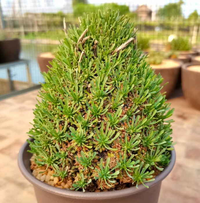 Yahoo!オークション - F447 多肉植物 サボテン ユ一フオルビアムルチプ...