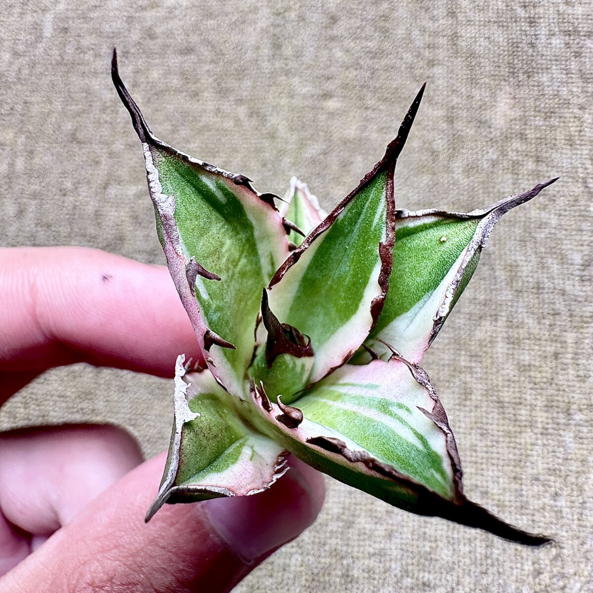 Yahoo!オークション - 【Lj_plants】C147 SSS級' アガベ チタノタ '太...