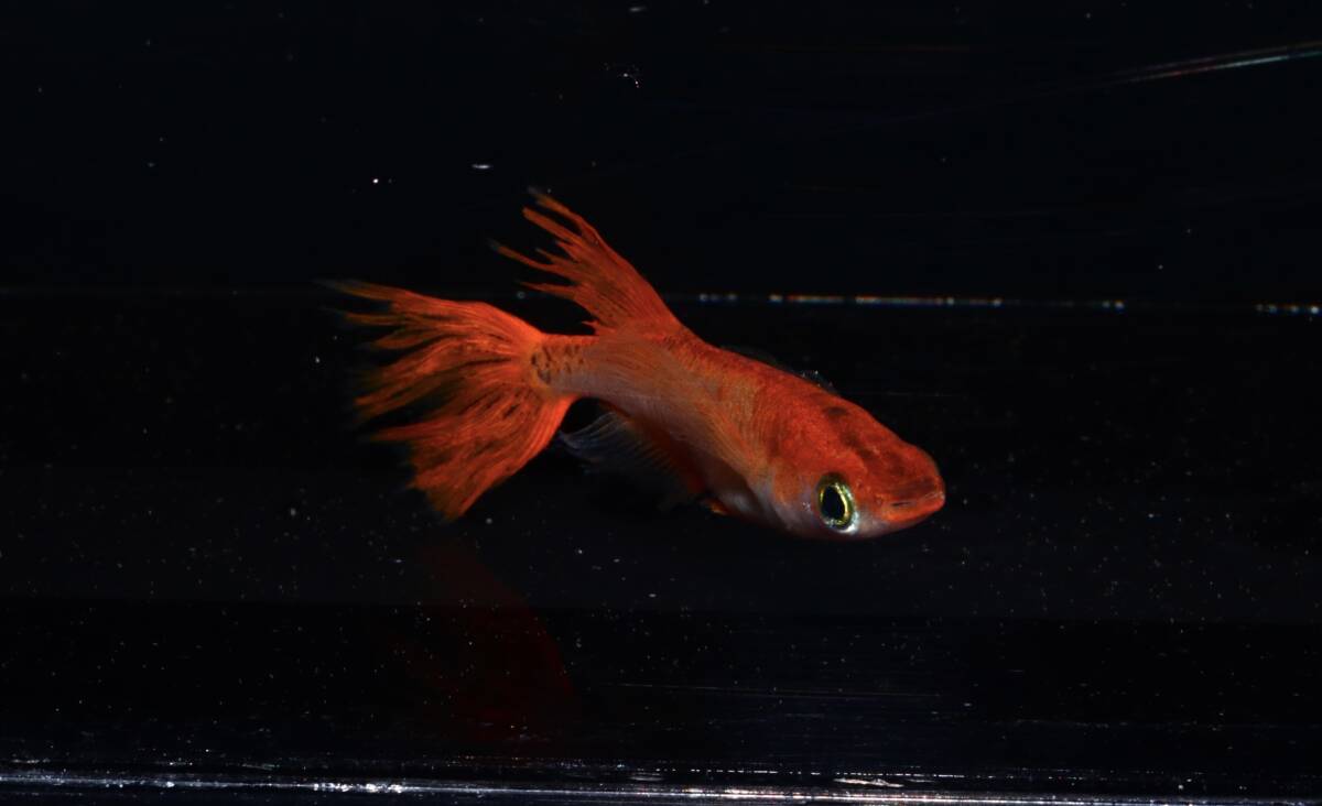 めだか屋けんちゃん No.28 SSS超極上 観音めだか様直系 紅鳳龍 1ペア シリアルナンバー有(めだか)｜売買されたオークション情報、yahooの商品情報をアーカイブ公開 - オークファン ...