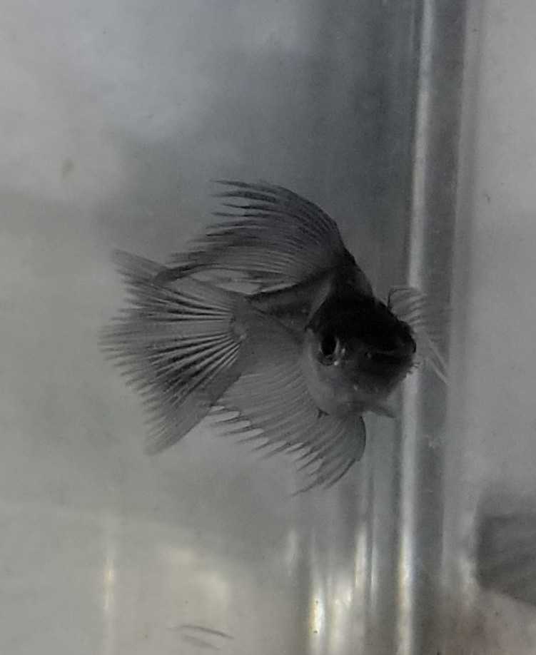 Yahoo!オークション - 【卵】リアルロングフィン 光体型 ブラックダイ...