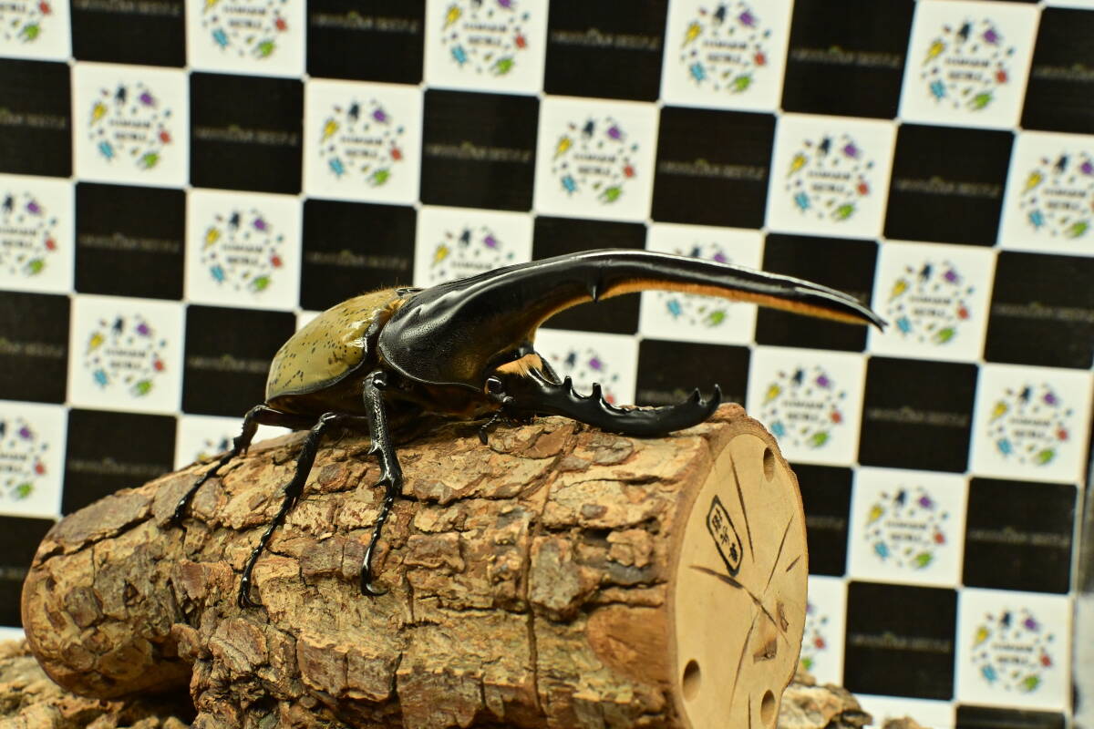 Yahoo!オークション - DHヘラクレスオオカブト 新成虫 ♂単品 WF3 ②