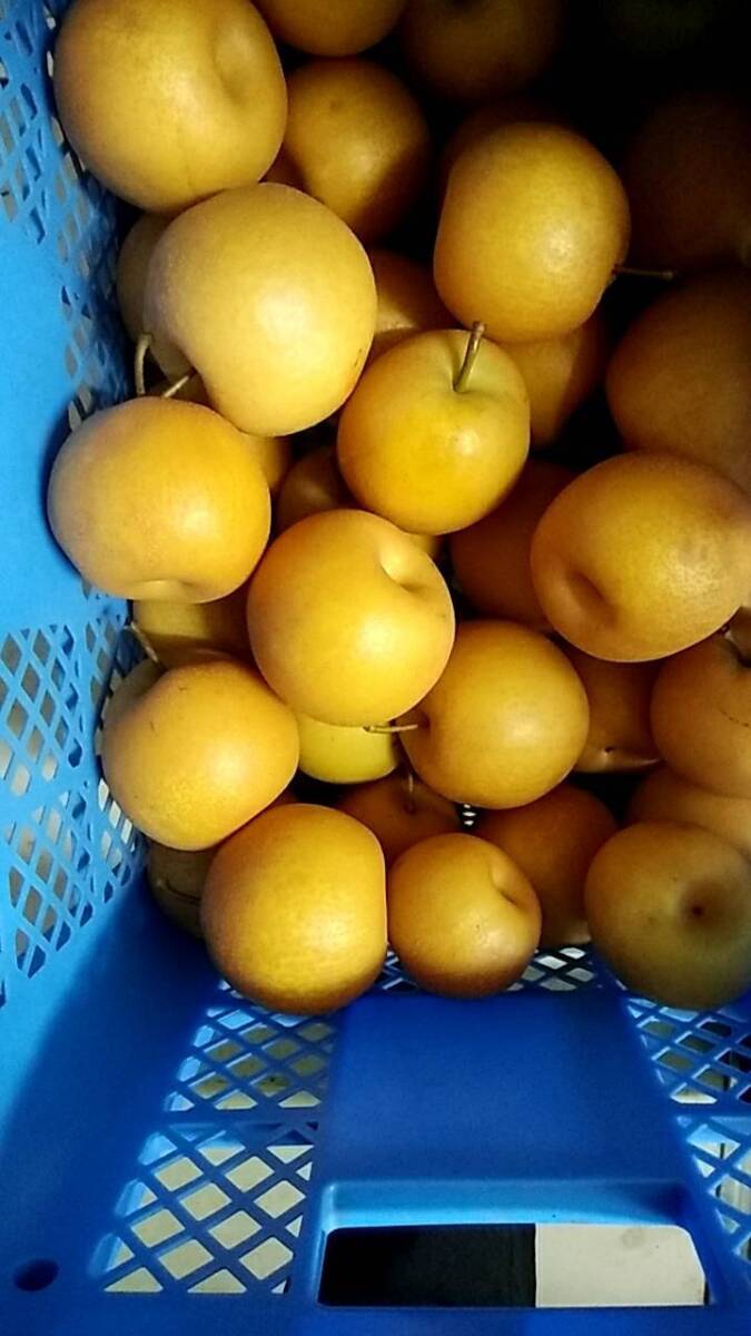 Yahoo!オークション - 新甘泉梨 2.9kg