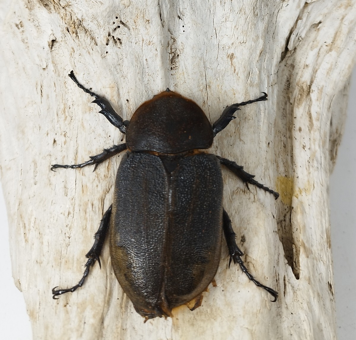 Yahoo!オークション - ♂158mm♀71mm DHヘラクレス ヘラクレスオオカブ...