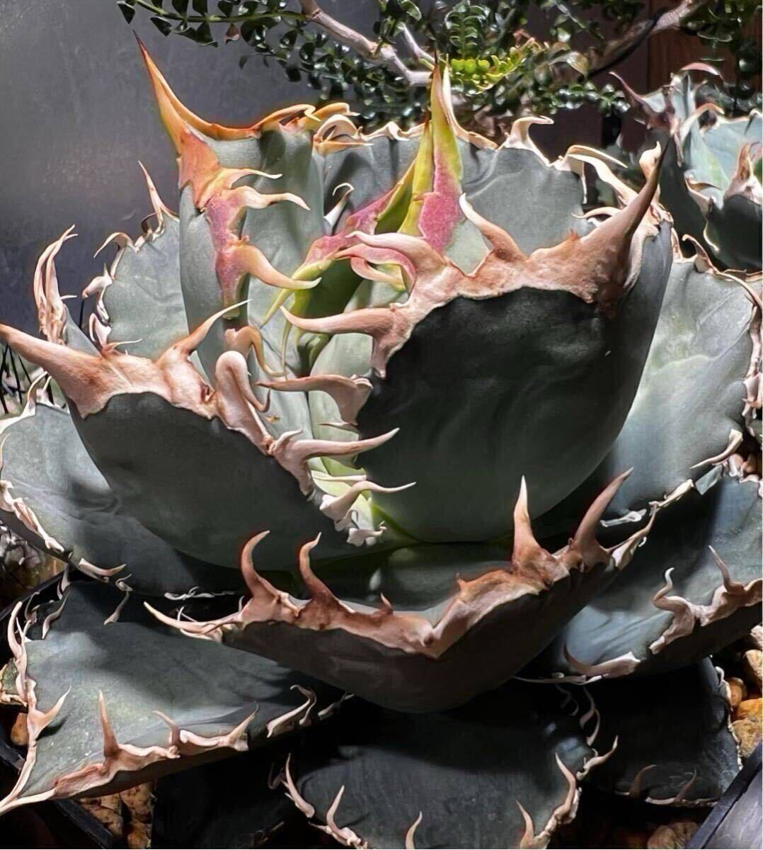 Yahoo!オークション - アガベ Fo-076 皇冠 清櫻 流星 星空 SAD ハデス ...