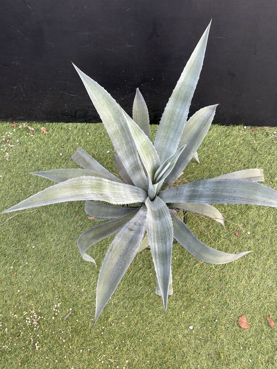 Yahoo!オークション - 2 Agave americana v. oaxacensis アガベ アメリ...