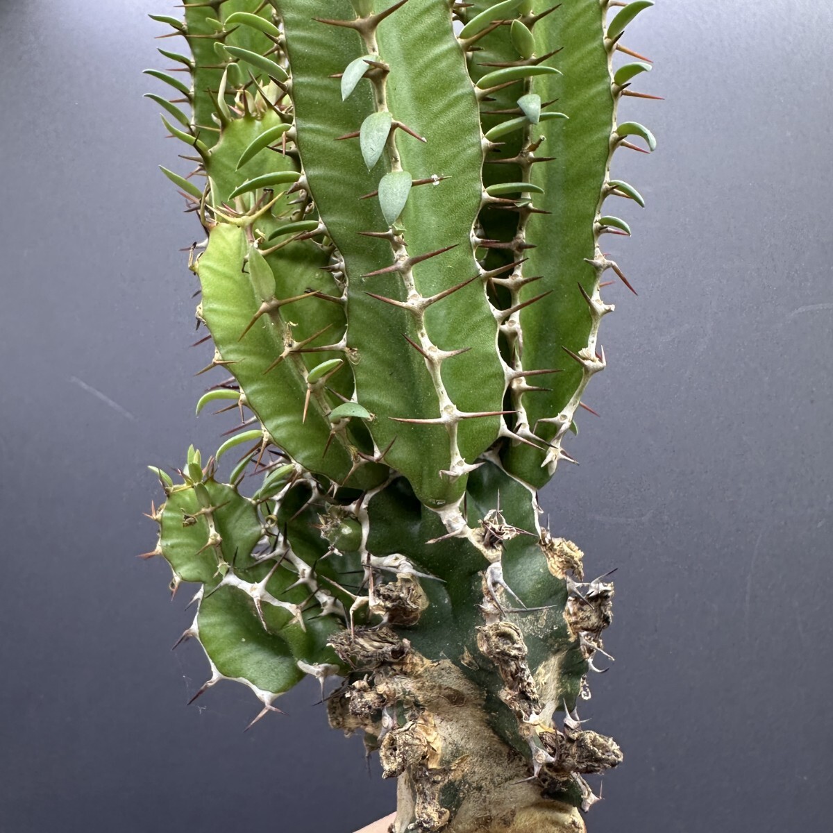 Yahoo!オークション - P37【パンダ園芸】サボテン ユーフォルビア ムラ...