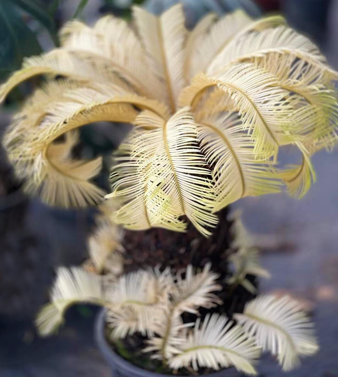 Yahoo!オークション - TB36 黄金ソテツ 斑入りソテツ 蘇鉄 モンステラ ...