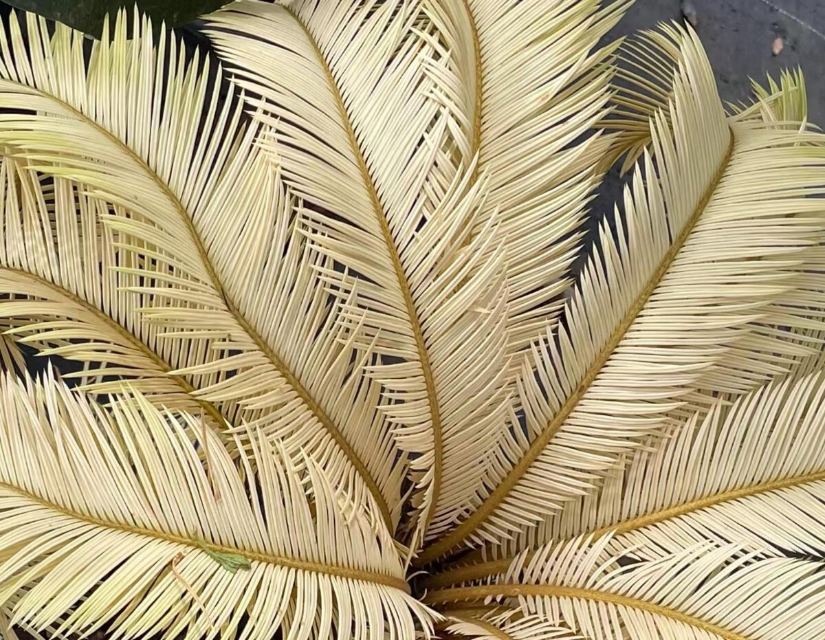 Yahoo!オークション - TC29 黄金ソテツ 斑入りソテツ 蘇鉄 モンステラ ...