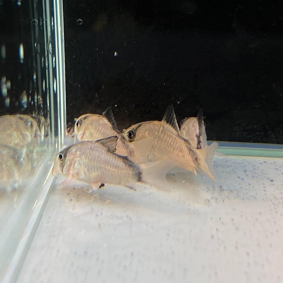 Yahoo!オークション - 5匹 コリドラス・メタエ Mサイズ 5匹 [22131] 不...