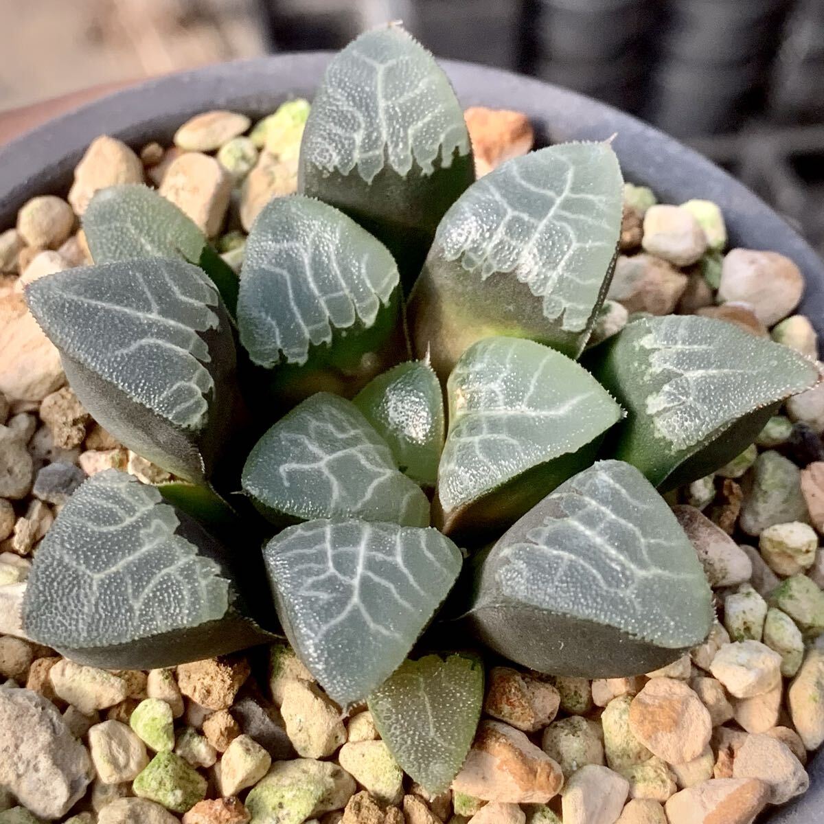 Yahoo!オークション - Fareal B125 ハオルチア コレクタ M-1実生