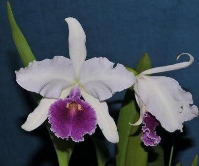 Yahoo!オークション - 洋蘭原種 カトレア C warscewiczii coerulea 'La...