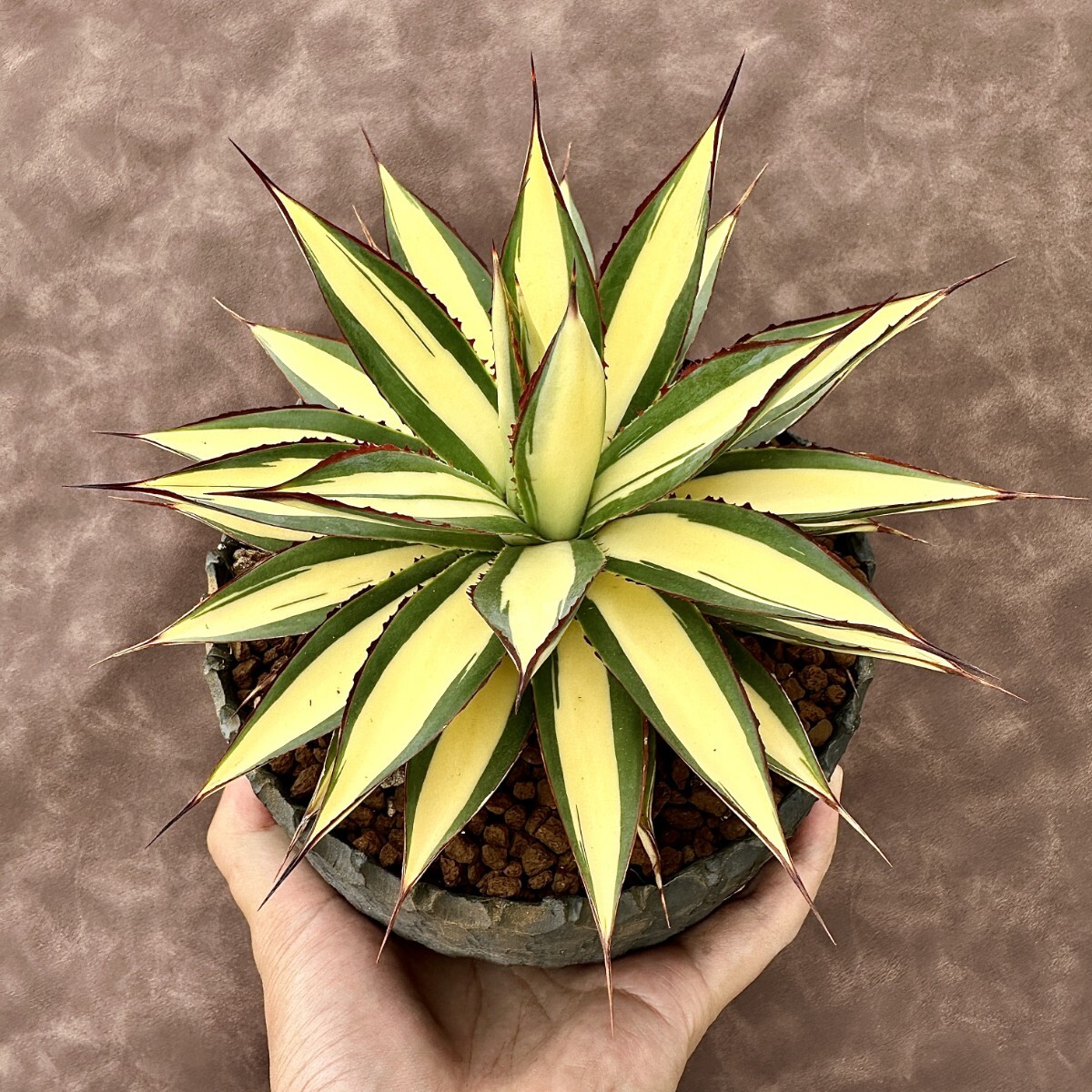 Yahoo!オークション - 【Lj_plants】Q73 多肉植物アガベ スノーグロー...