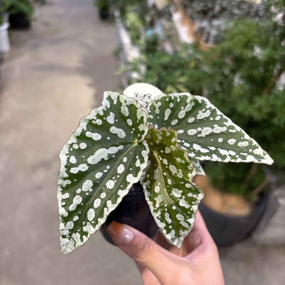 Yahoo!オークション - レックスベゴニア スポットグリーン 2.5号 鉢底...