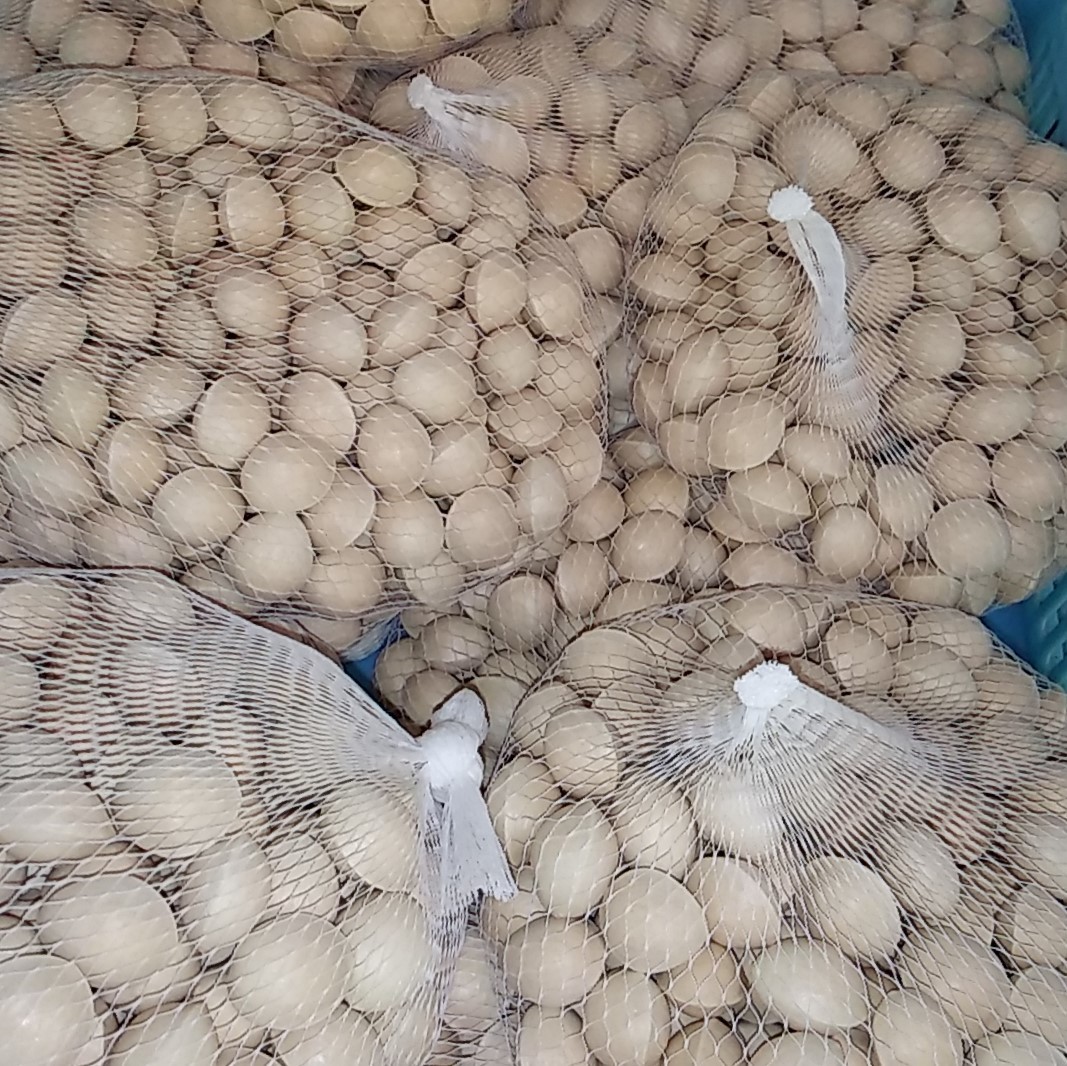 Yahoo!オークション - 2025 F 完全無農薬 特撰 ぎんなん 3L 箱込み1kg ...