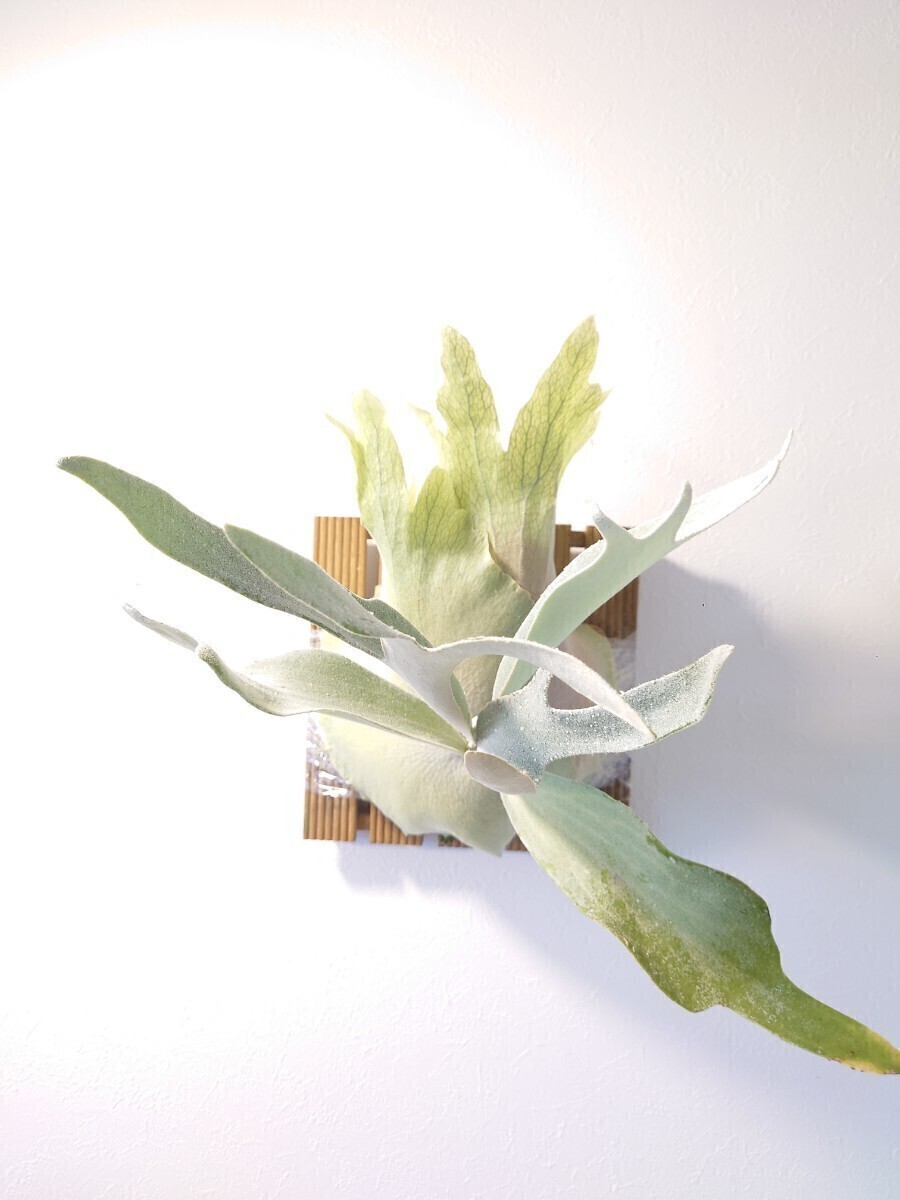 Yahoo!オークション - P. Omo Polar Bear 子株 【ネコポス便】