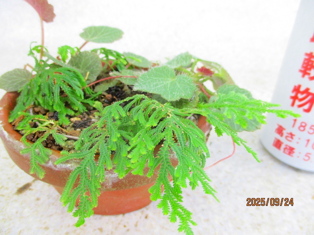 Yahoo!オークション - [緑の市場]雪の下と黄金シダ(91704駄温鉢)全高 1...