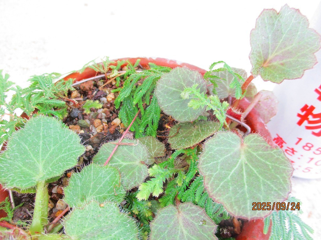 Yahoo!オークション - [緑の市場]雪の下と黄金シダ(91704駄温鉢)全高 1...