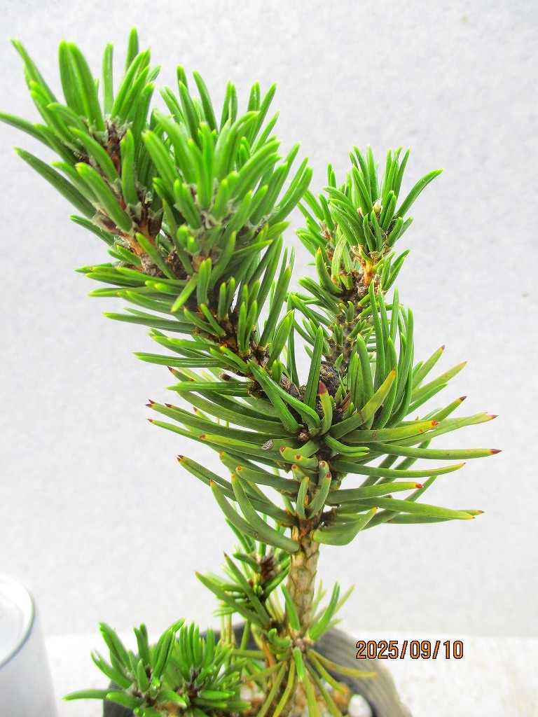 Yahoo!オークション - [緑の市場]寸梢松(9939黒ポット)全高 28㎝ 同梱...