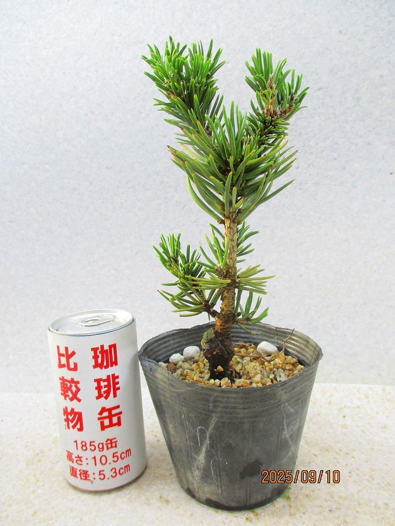 Yahoo!オークション - [緑の市場]寸梢松(9939黒ポット)全高 28㎝ 同梱...