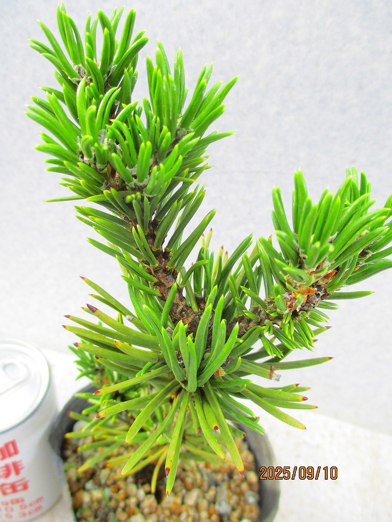 Yahoo!オークション - [緑の市場]寸梢松(9939黒ポット)全高 28㎝ 同梱...