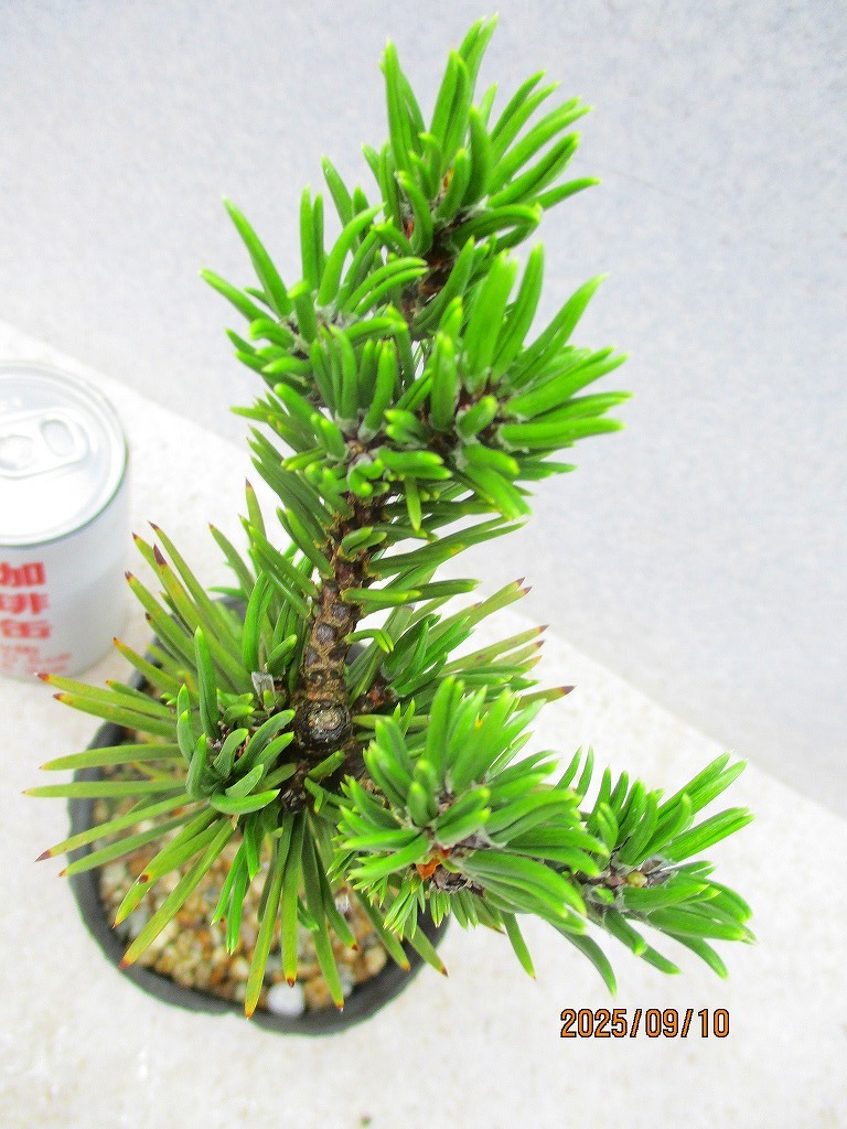 Yahoo!オークション - [緑の市場]寸梢松(9939黒ポット)全高 28㎝ 同梱...