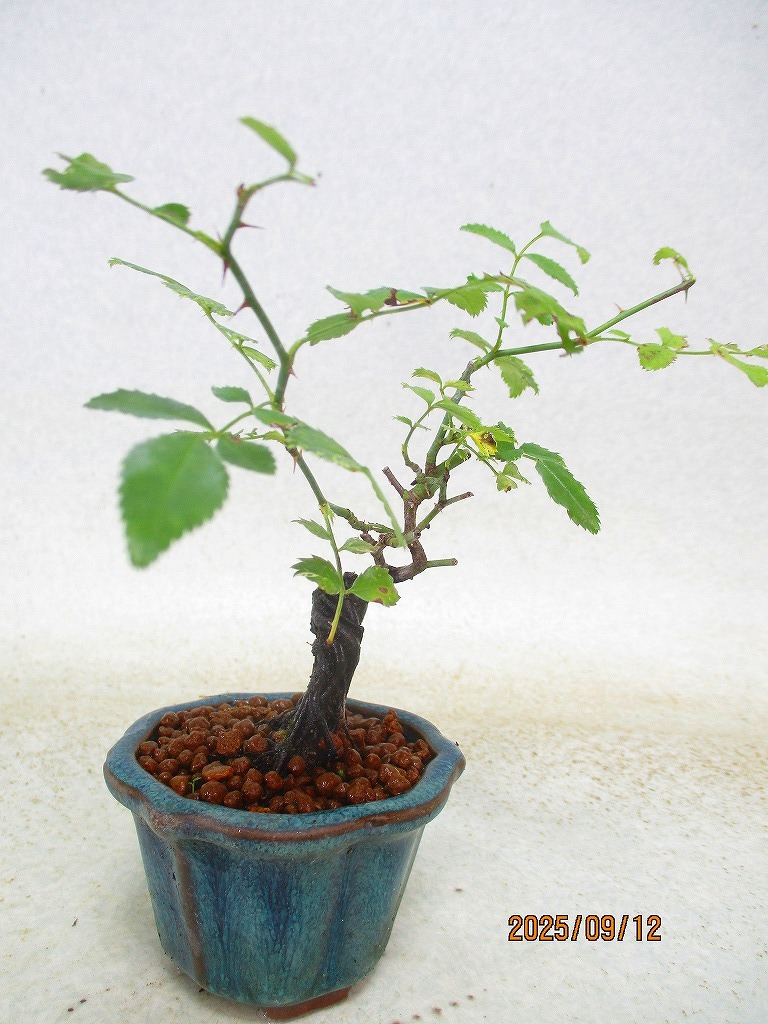 Yahoo!オークション - [緑の市場] ミニ盆栽 野茨 花色不明(91156瑠璃釉...