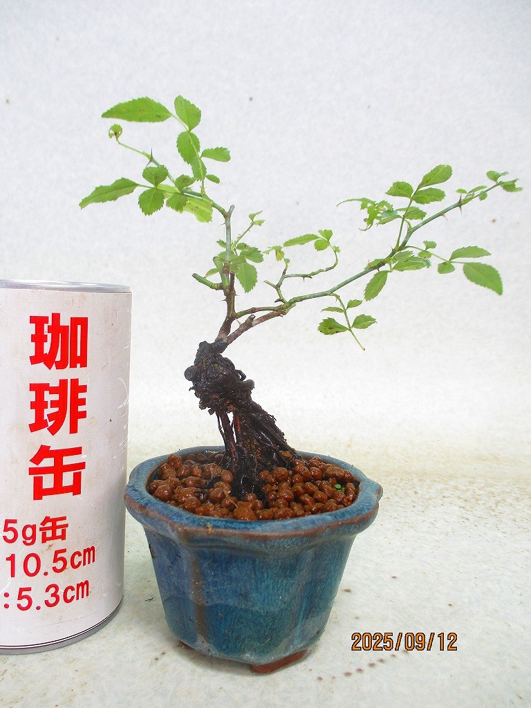 Yahoo!オークション - [緑の市場] ミニ盆栽 野茨 花色不明(91156瑠璃釉...