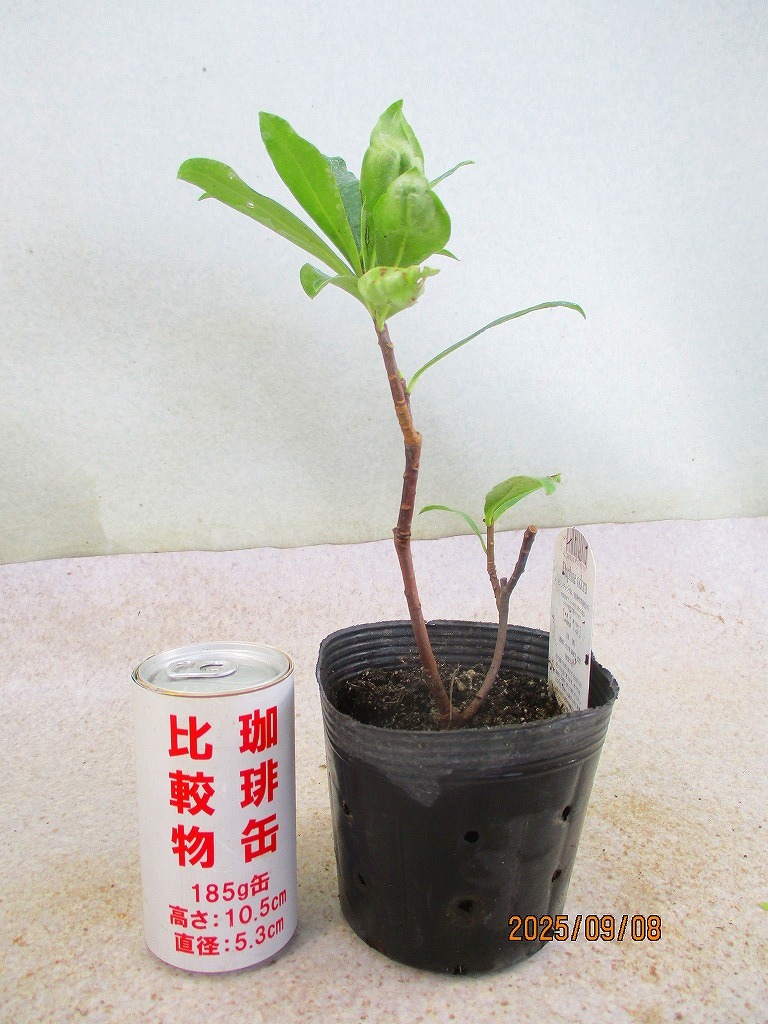 Yahoo!オークション - [緑の市場] 白花沈丁花 (9695黒ポット)全高 27㎝...