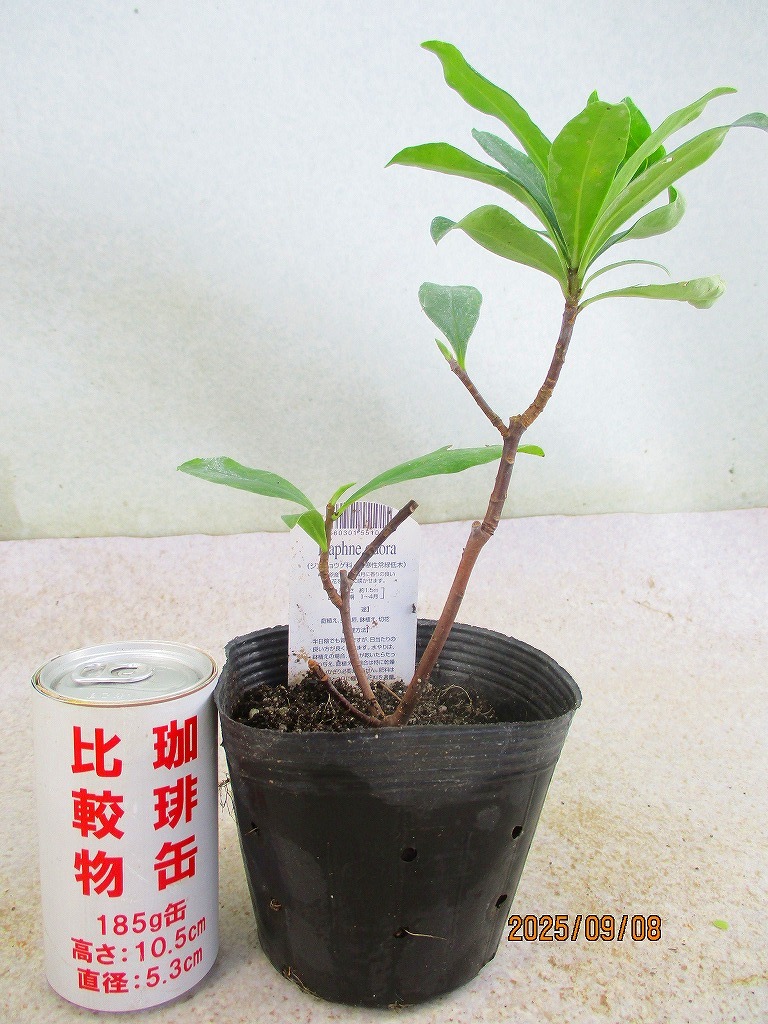 Yahoo!オークション - [緑の市場] 白花沈丁花 (9695黒ポット)全高 27㎝...