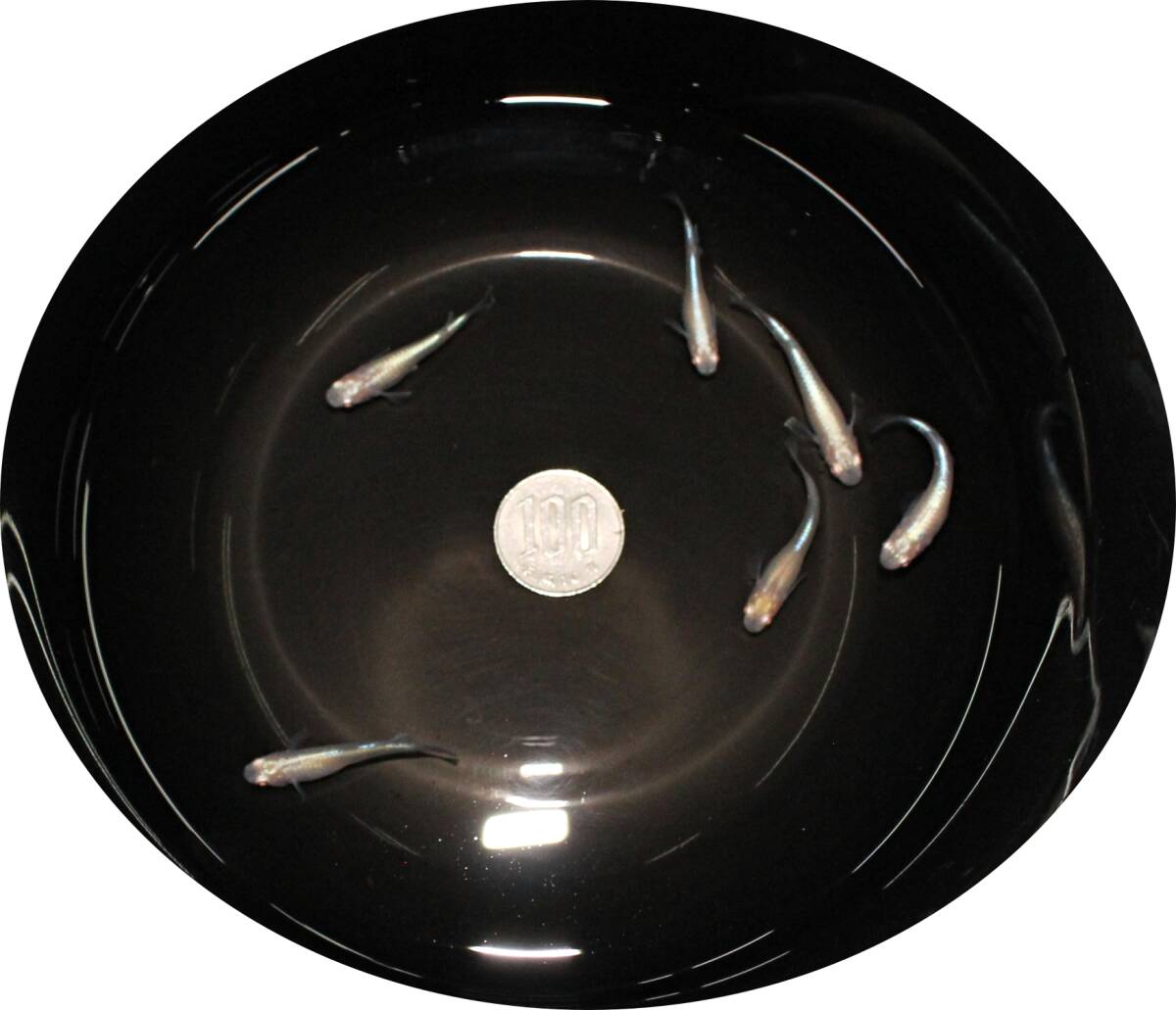 Yahoo!オークション - 【KHF】 めだか 龍の瞳 3ペア I07C