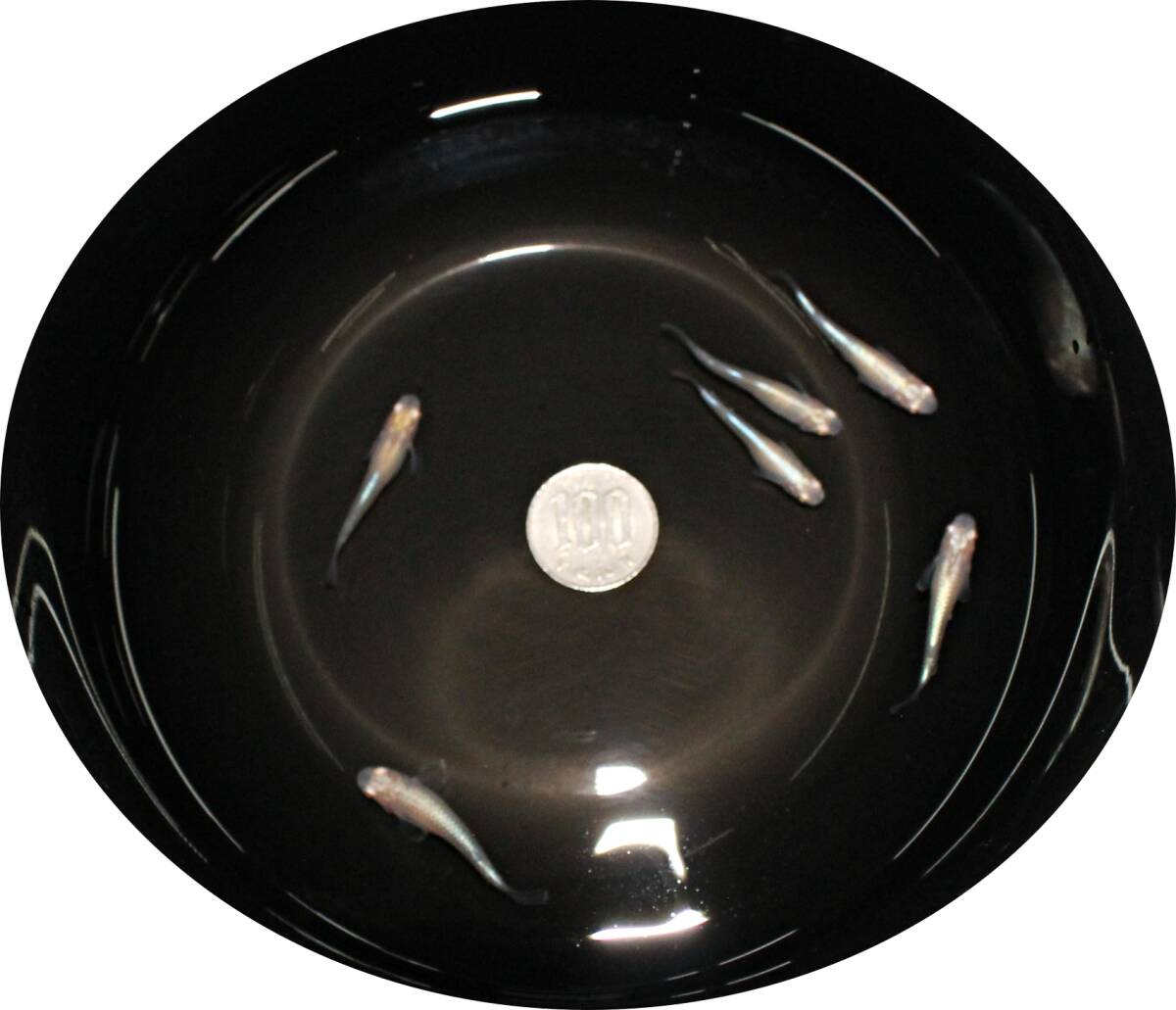 Yahoo!オークション - 【KHF】 めだか 龍の瞳 3ペア I07C