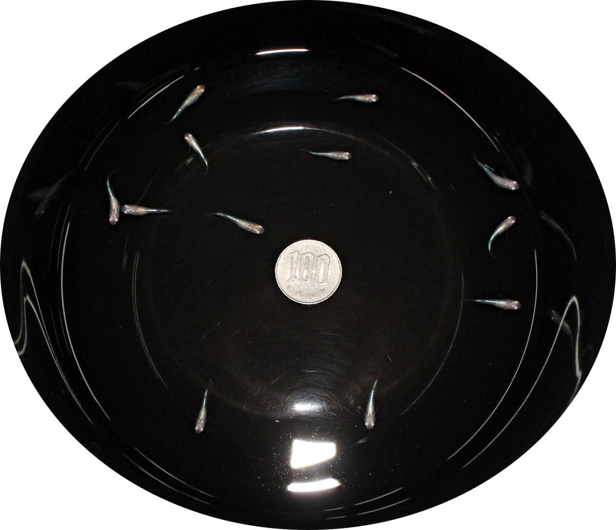 Yahoo!オークション - 【KHF】 めだか 龍の瞳 稚魚 10尾セット I0...