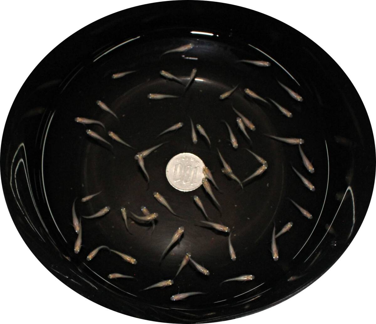 Yahoo!オークション - 【KHF】 めだか 紅帝楊貴妃 稚魚 30尾セッ...