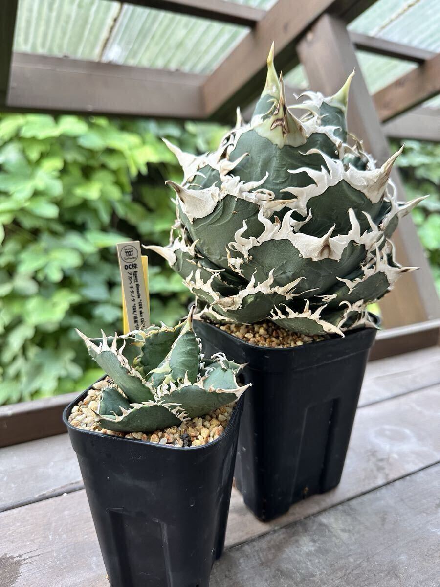 Yahoo!オークション - アガベ コック COK aka CG01 発根済み OC子株 激...