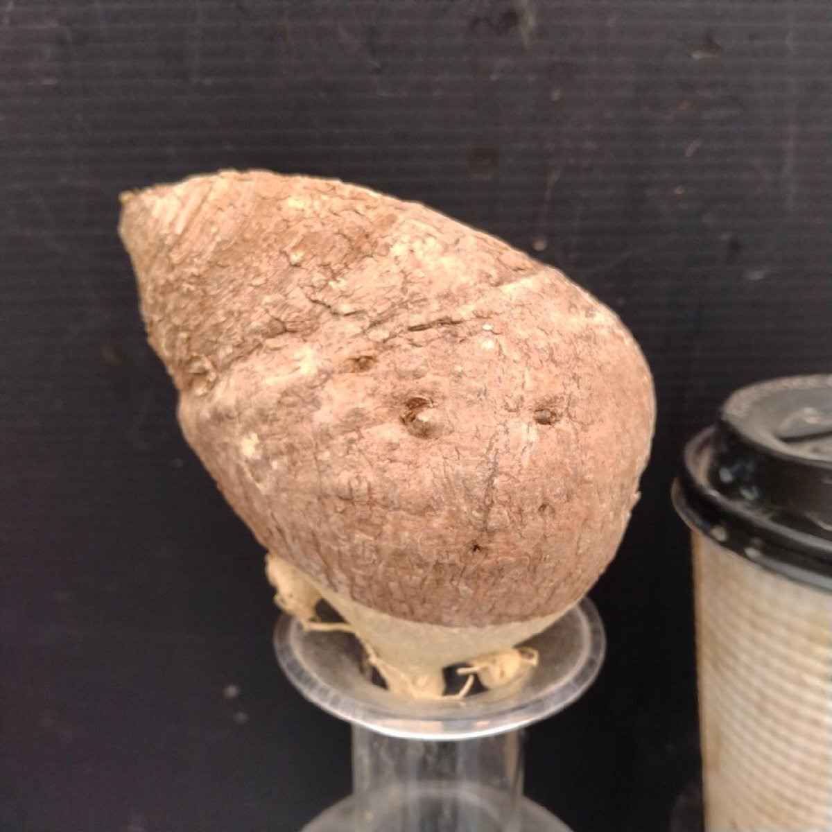 Yahoo!オークション - 8602 「塊根植物」ユーフォルビア プリムリフォ...