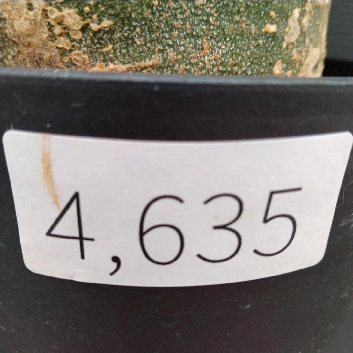 Yahoo!オークション - 4635 「塊根植物」アデニア グロボーサ 植え【発...