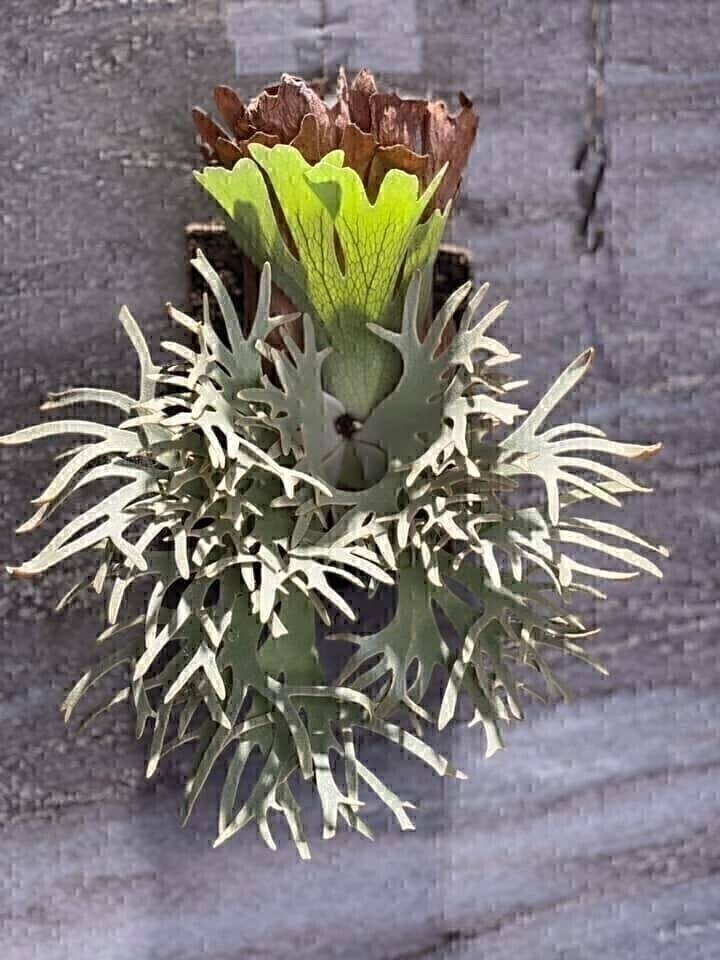 Yahoo!オークション - E74 P.Willinckii Totoro Sporeling [YMDS]