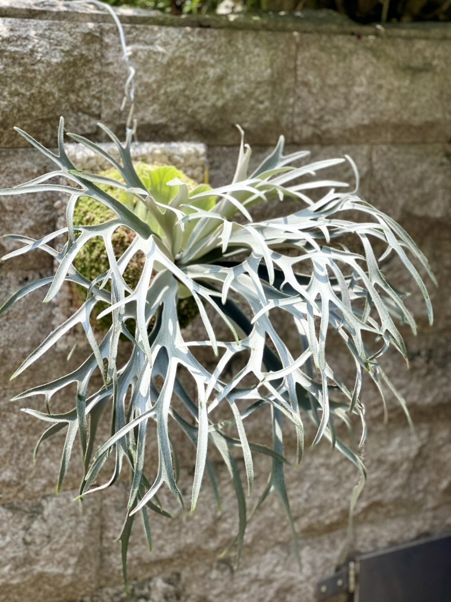 Yahoo!オークション - X39 P.Pink Moon Oc pup 株分け 子株