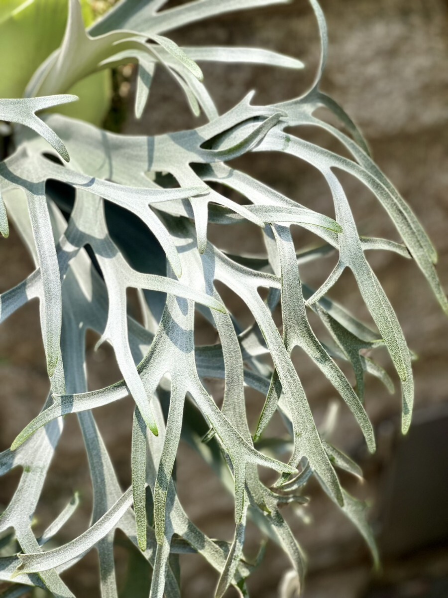 Yahoo!オークション - X39 P.Pink Moon Oc pup 株分け 子株