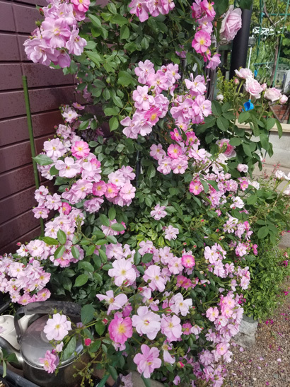 Yahoo!オークション - 四季咲つるバラ 小輪ピンク 送料300