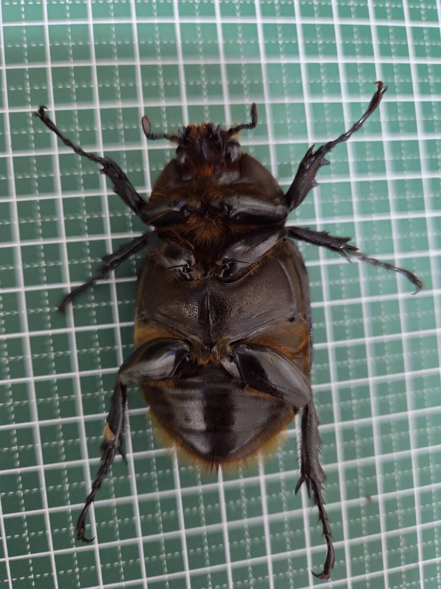 Yahoo!オークション - ヘラクレスリッキーWF2 ペア