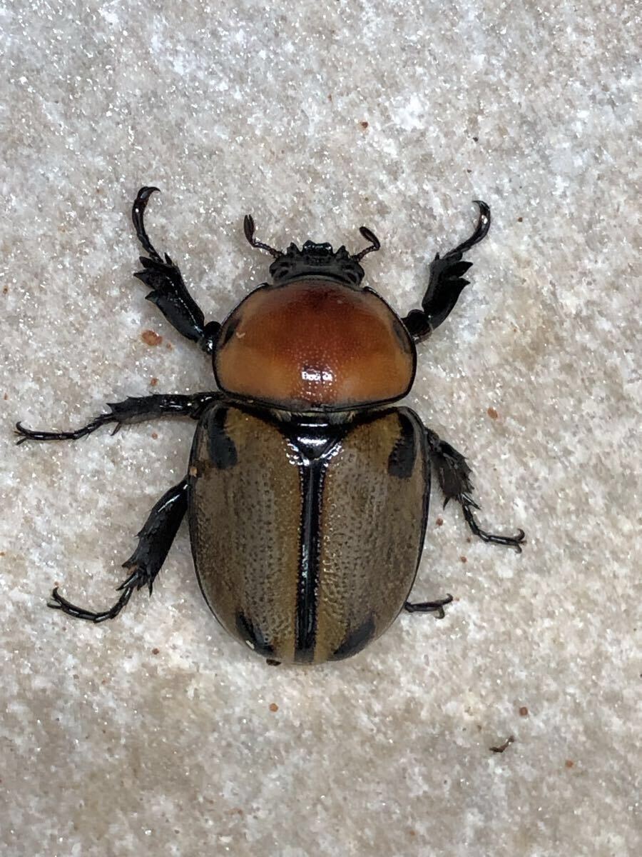 Yahoo!オークション - 【即ブリ】ヨツボシヒナカブト ♂♀ペア cbf1 未...