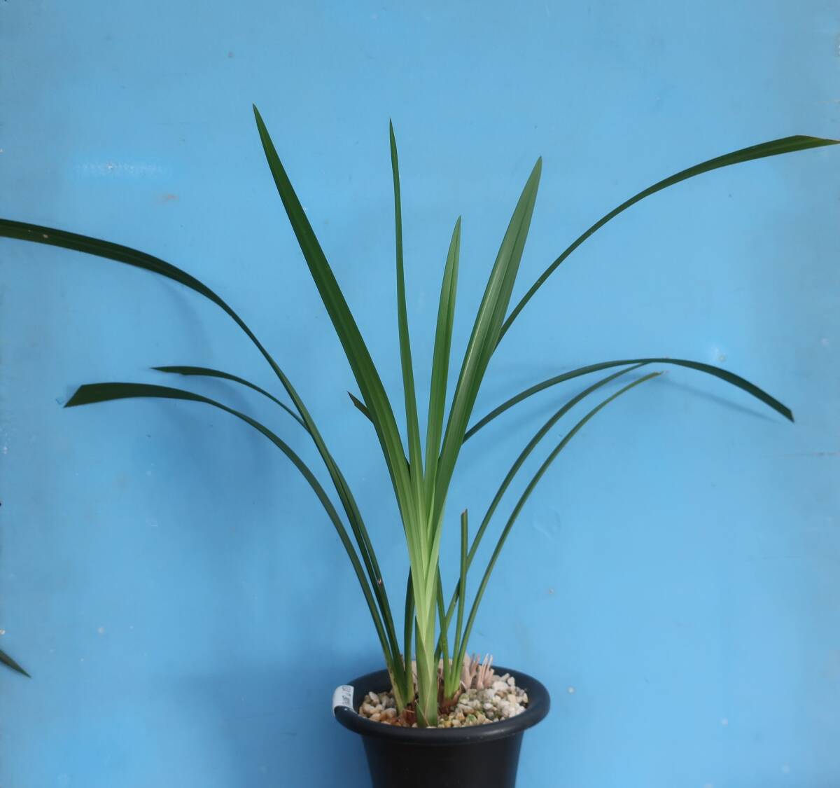 Yahoo!オークション - 寒蘭-24543-5H4 赤更紗×大舌赤花 苗 交配種 東...