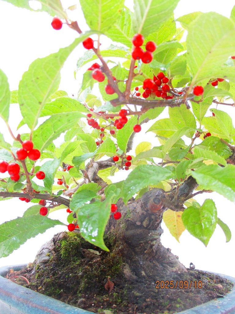 Yahoo!オークション - [讃岐屋緑兵衛]梅擬 9/10実付～減少想定(9921瑠...