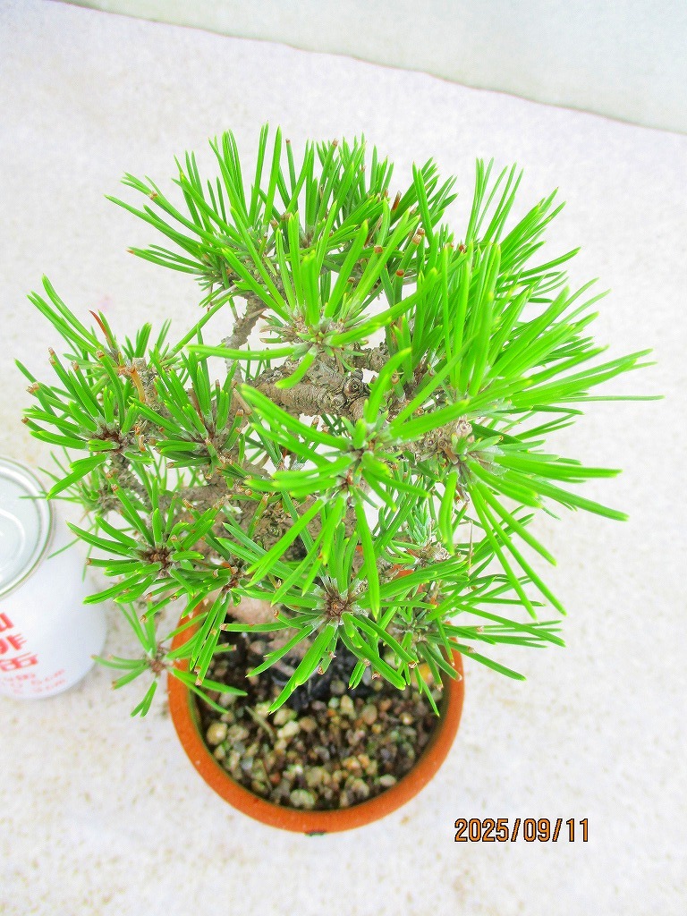 Yahoo!オークション - [讃岐屋緑兵衛]黒松(9973駄温鉢)全高 27㎝ 同梱...