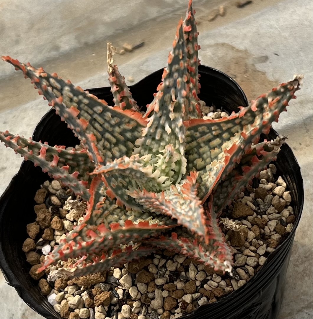 Yahoo!オークション - アロエ Aloe LP hybrids CL2 (なべりん管理番号)