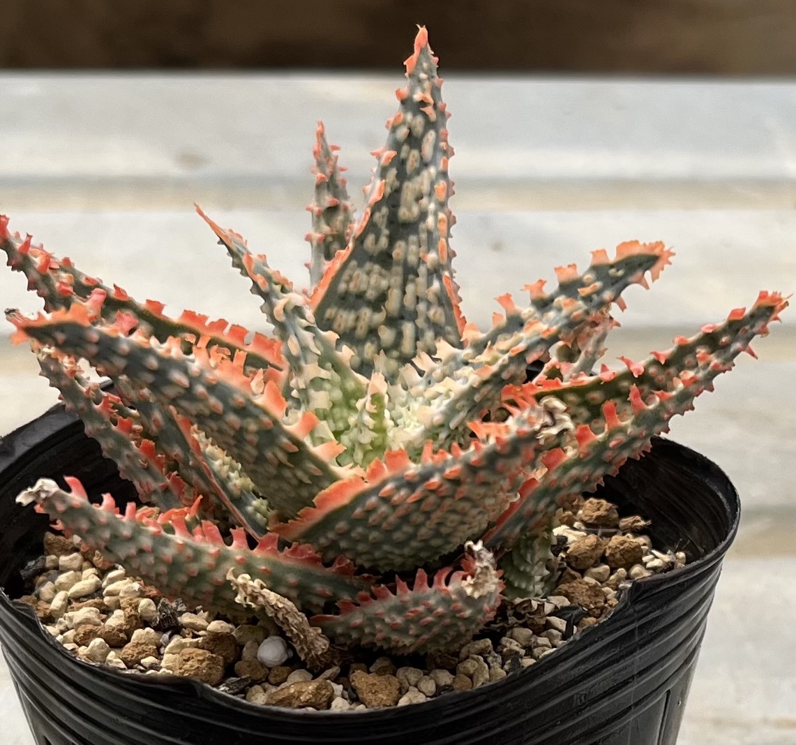 Yahoo!オークション - アロエ Aloe LP hybrids CL2 (なべりん管理番号)