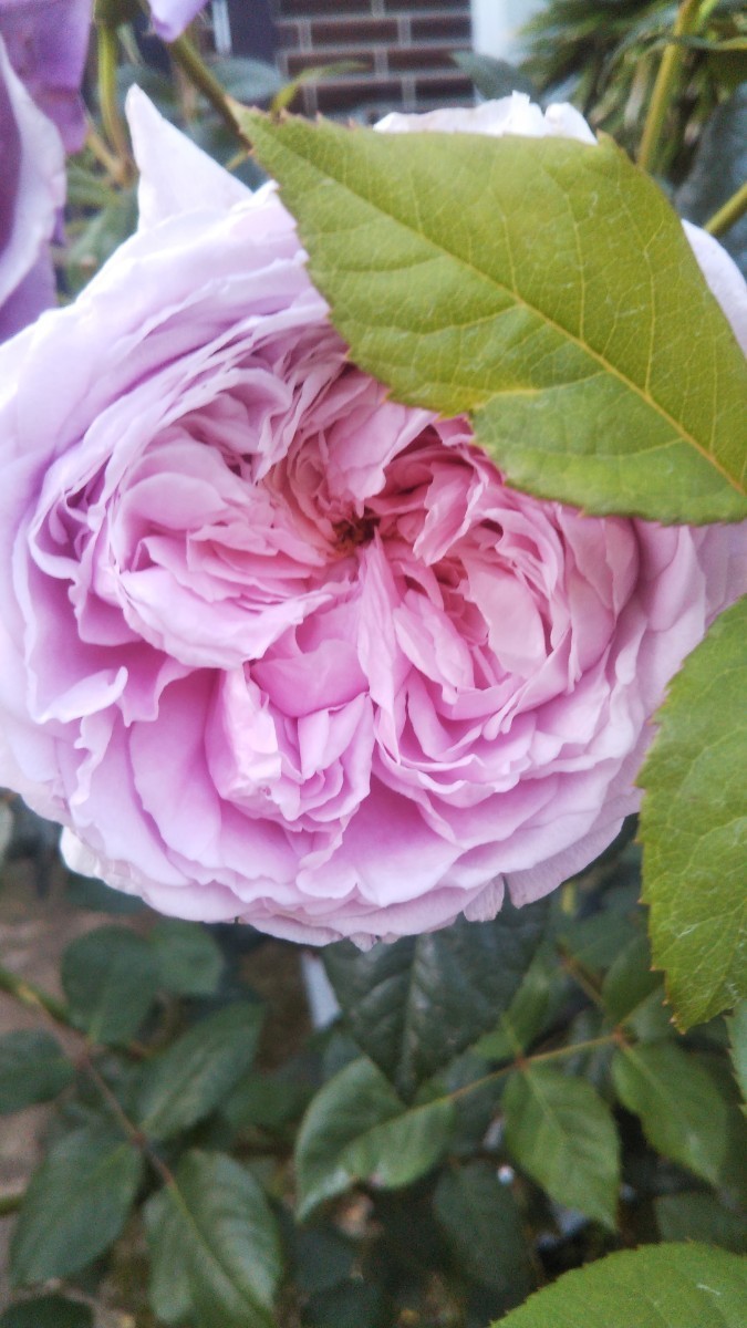 Yahoo!オークション - 廃盤品種 スピリット・オブ・フリーダム②